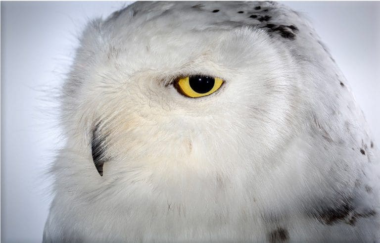 Bristol Birds of Prey Photographer - Paul Groom Photography Ltd