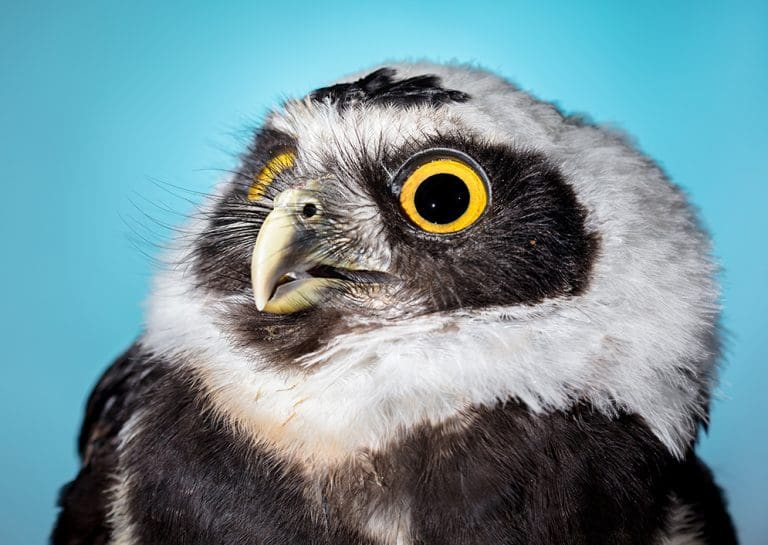 Bristol Birds of Prey Photographer - Paul Groom Photography Ltd